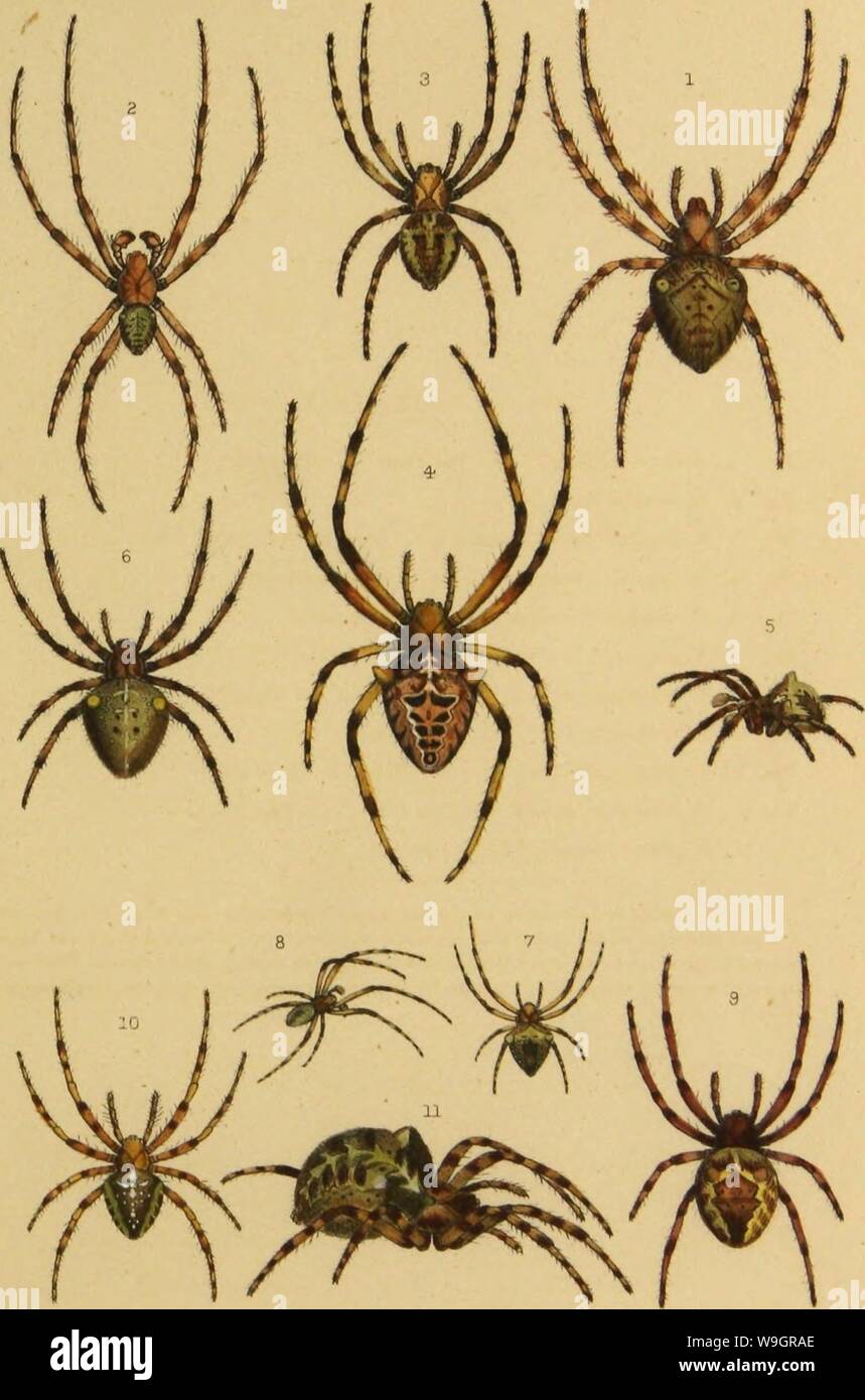 Cavatica hi-res stock photography and images - Alamy