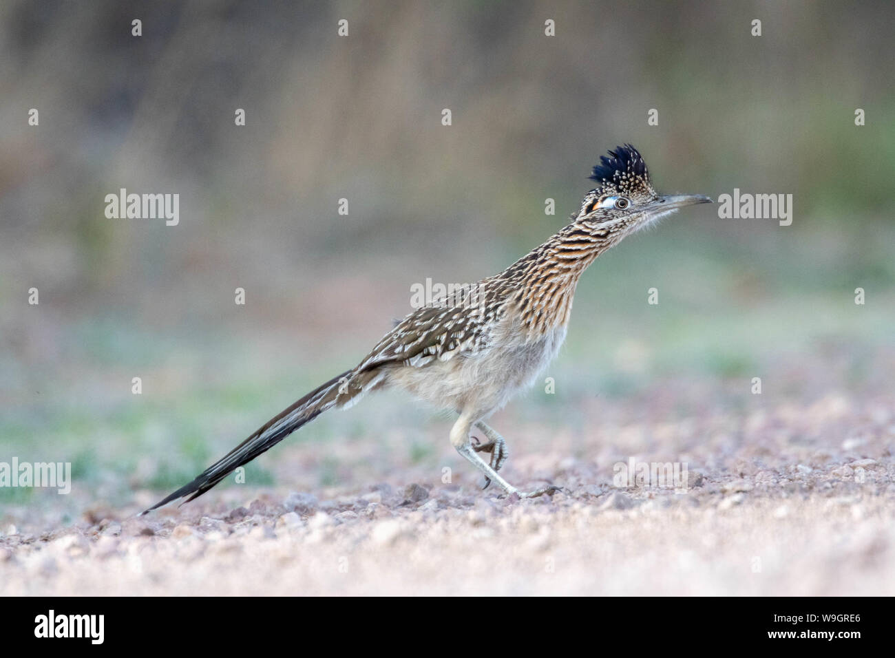Greater Roadrunner, (Geococcyx californus), Bosque del Apache National ...