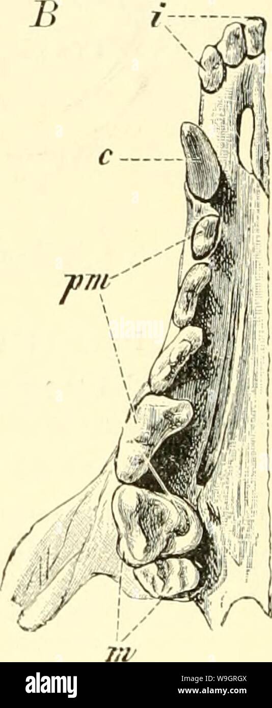 Wirbeltiere anatomie hi-res stock photography and images - Alamy