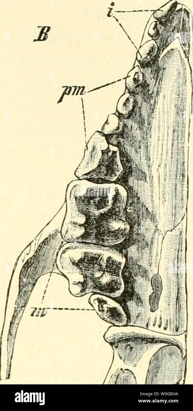 Wirbeltiere anatomie hi-res stock photography and images - Alamy