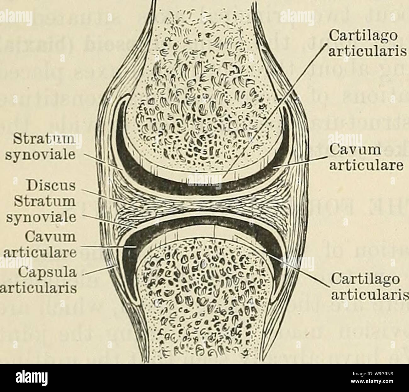 Archive image from page 335 of Cunningham's Text-book of anatomy (1914 ...