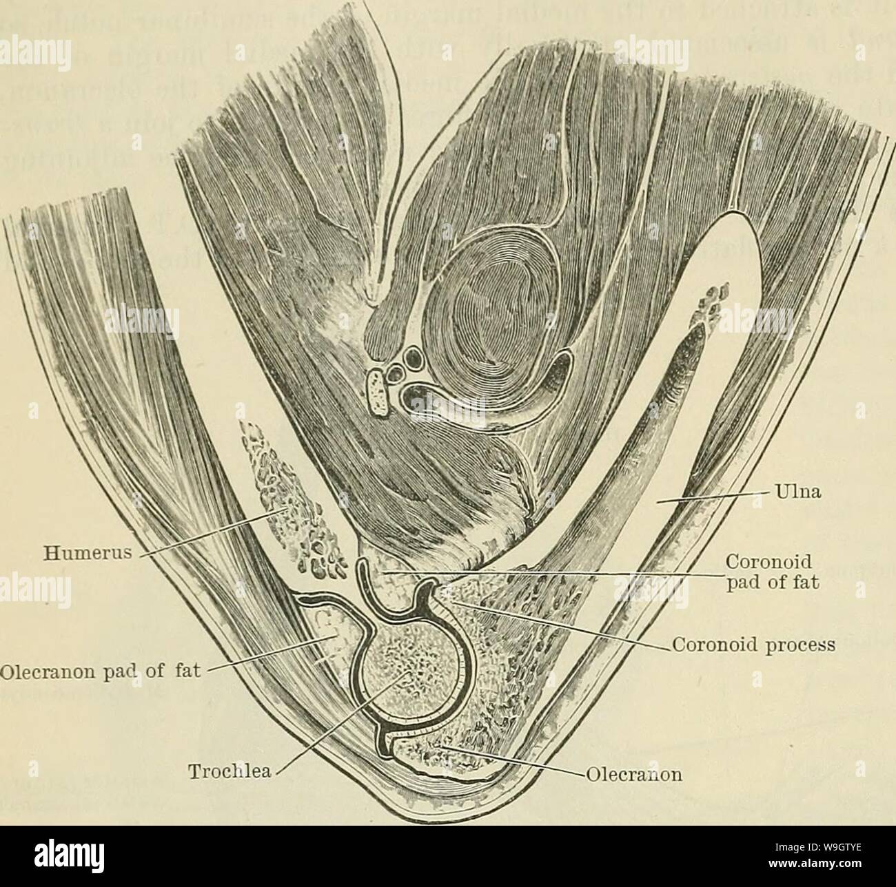 Flexion and extension movement hi-res stock photography and images - Alamy