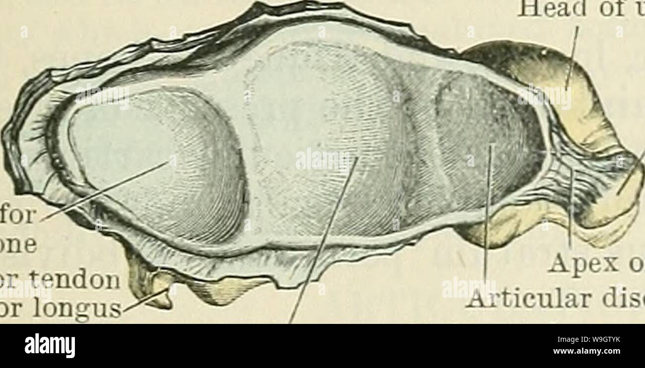 Archive image from page 360 of Cunningham's Text-book of anatomy (1914 ...