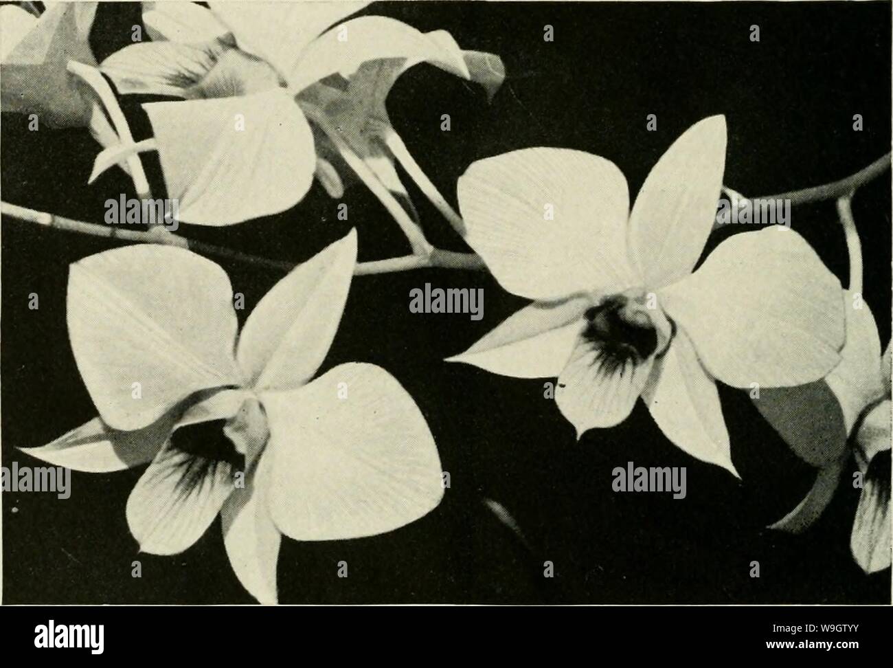 Dendrobium falcorostrum hi-res stock photography and images - Alamy