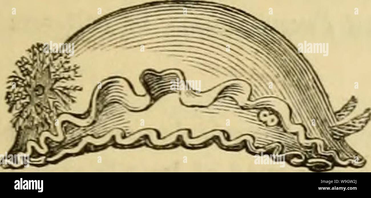 Protuberant teeth hi-res stock photography and images - Alamy