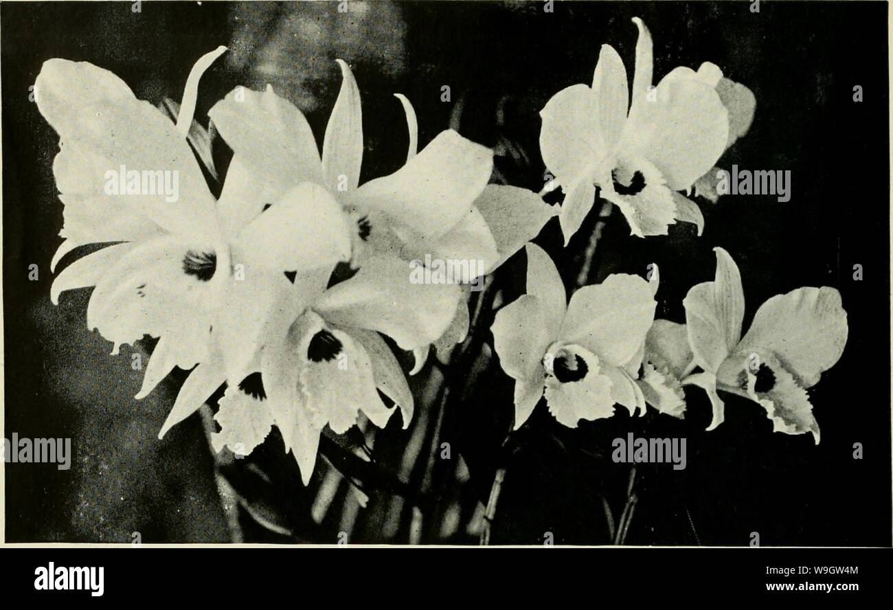 Dendrobium infundibulum hi-res stock photography and images - Alamy