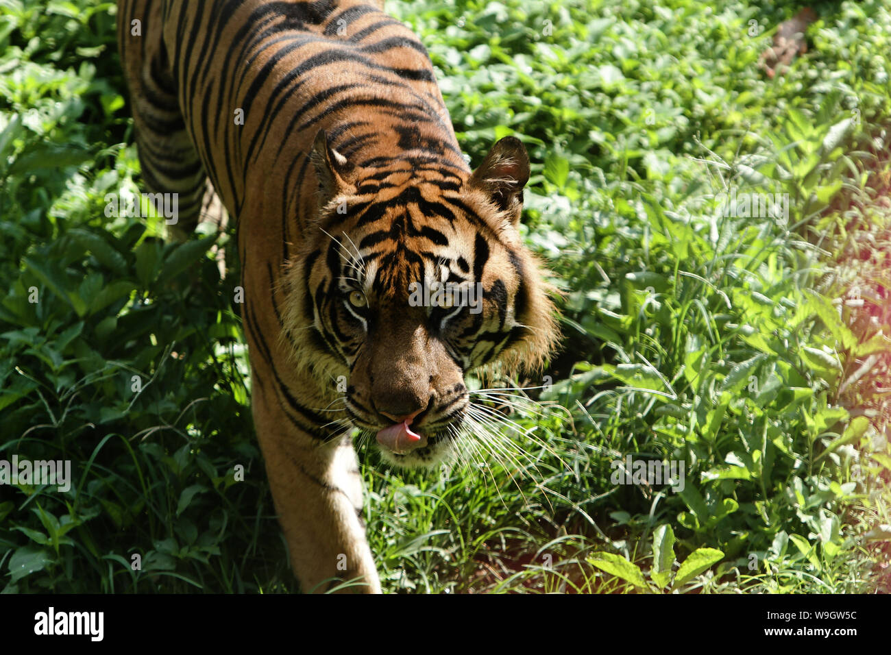 Angry cat scratch hi-res stock photography and images - Alamy