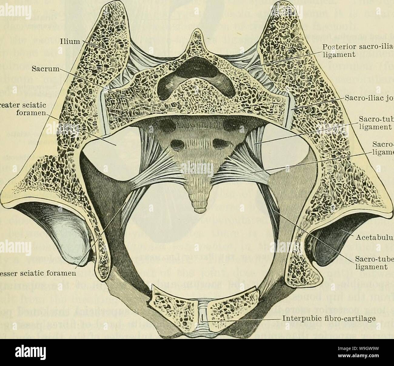 Drawing anatomy sacrum hi-res stock photography and images - Alamy
