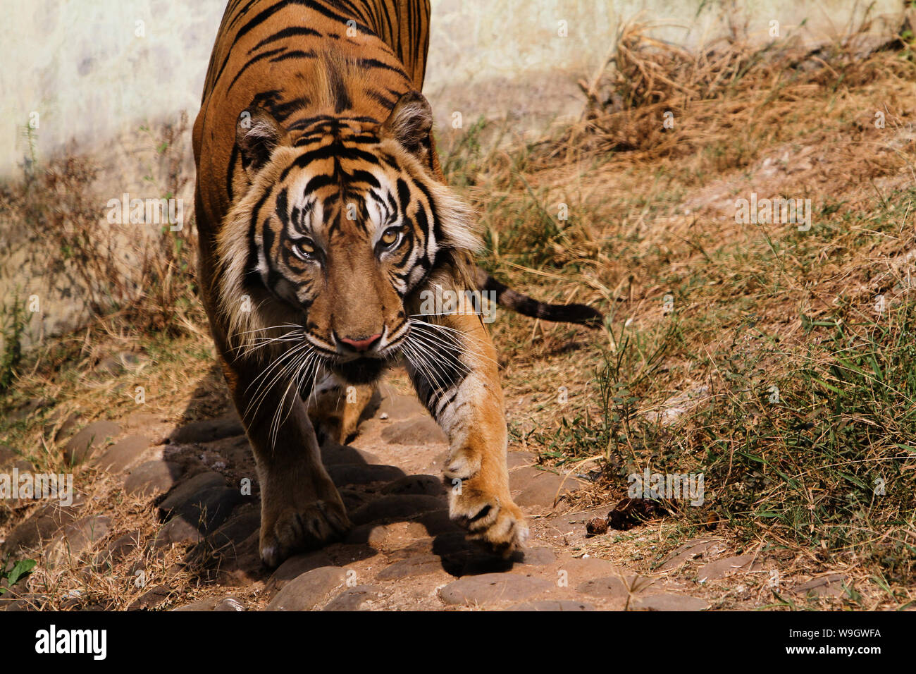 Angry tiger hi-res stock photography and images - Alamy