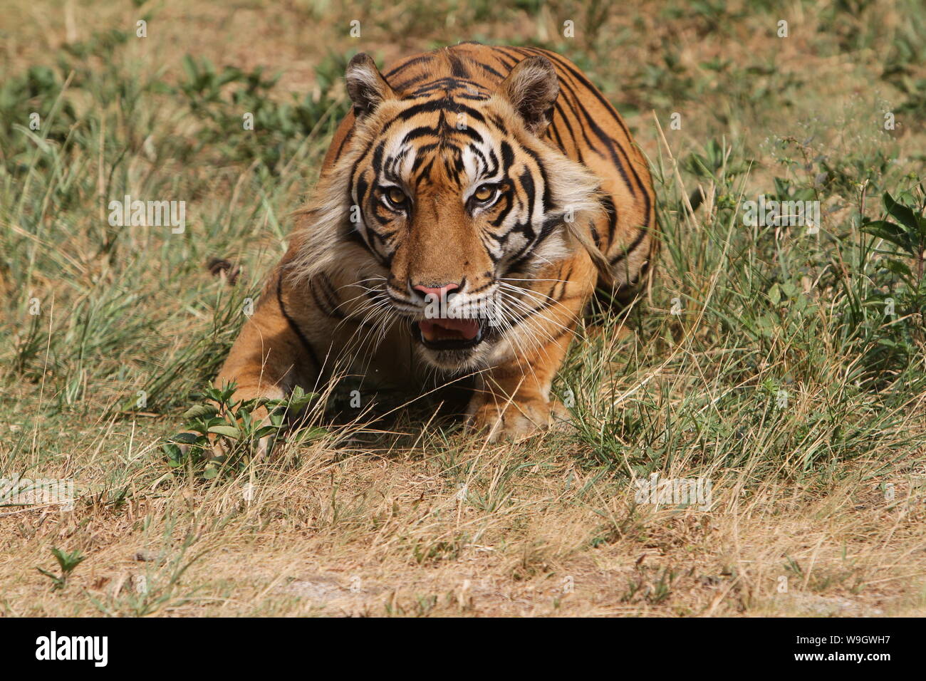 Angry scratch hi-res stock photography and images - Alamy