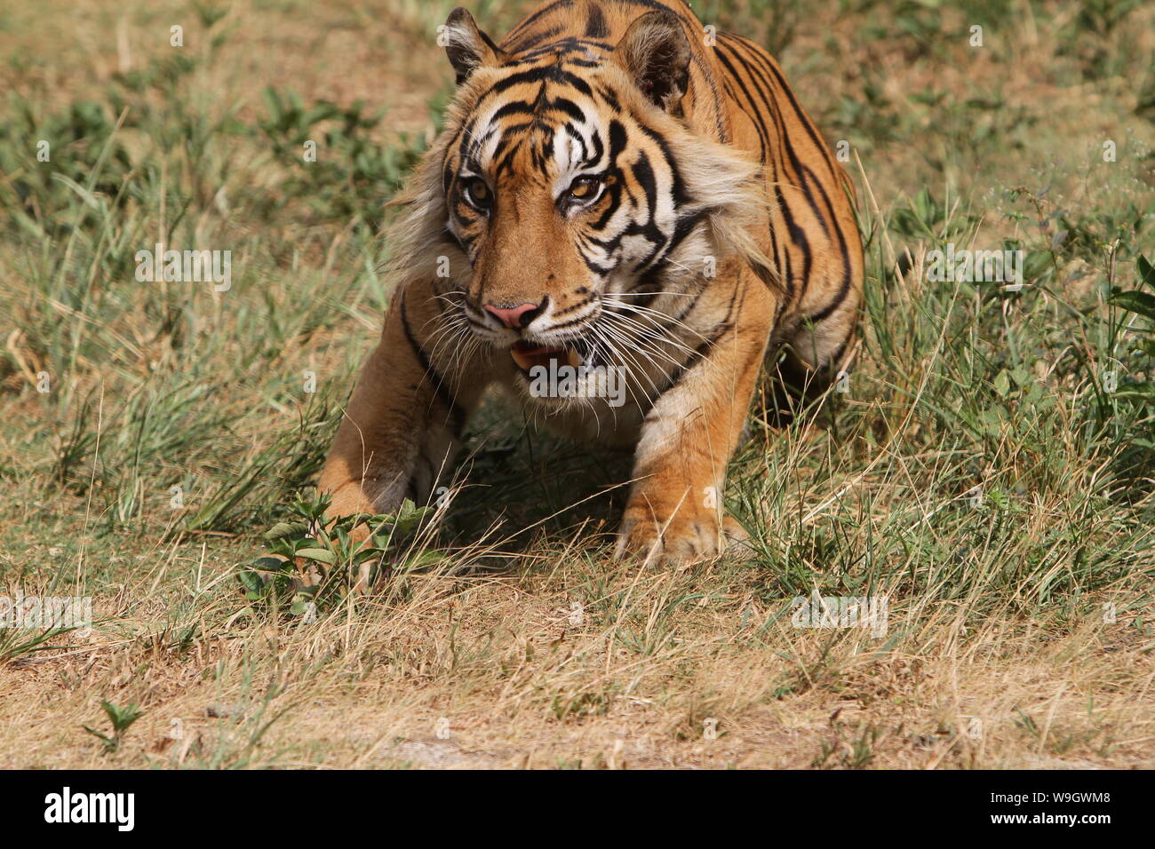 Angry scratch hi-res stock photography and images - Alamy