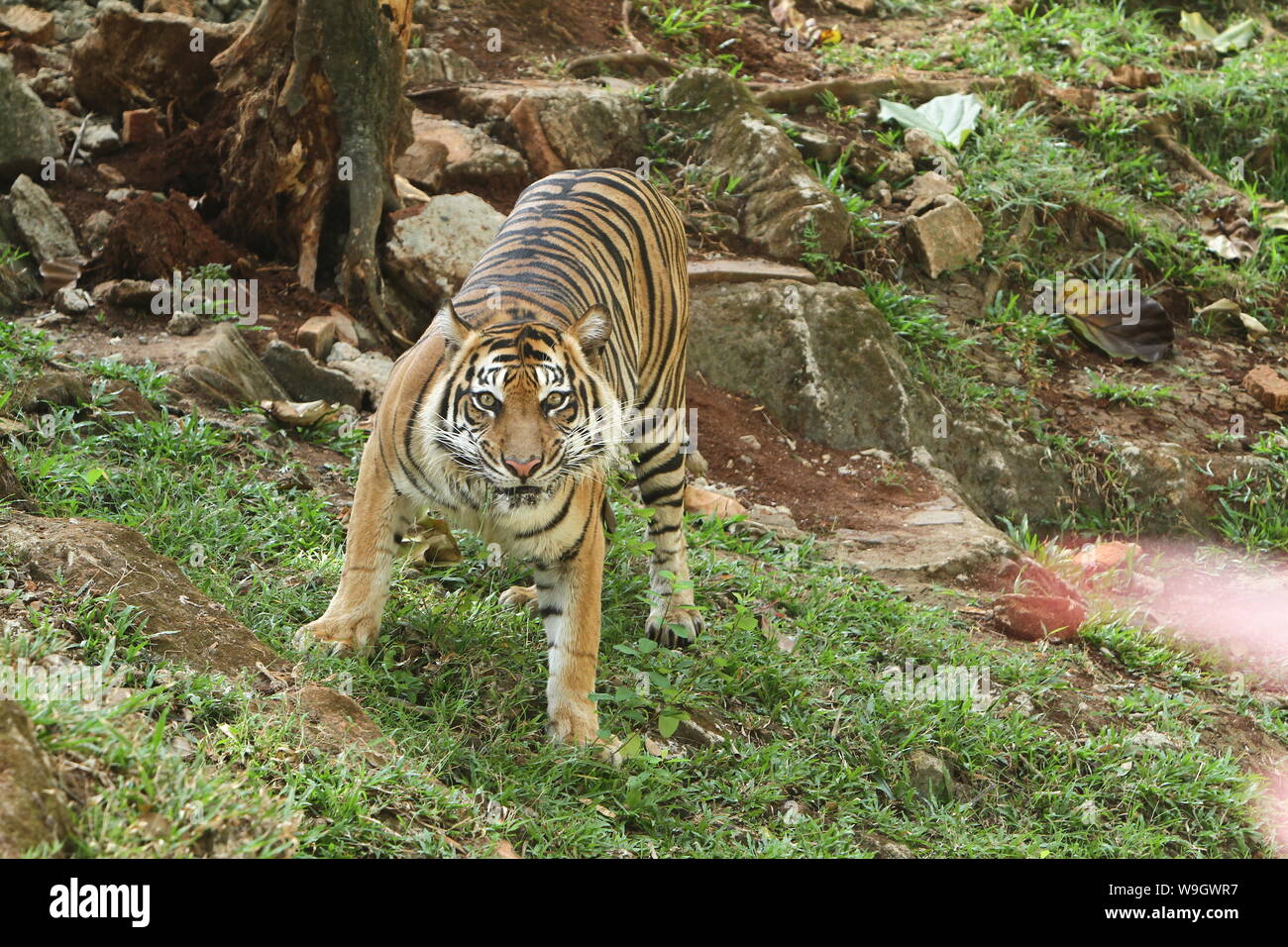 Angry cat scratch hi-res stock photography and images - Alamy