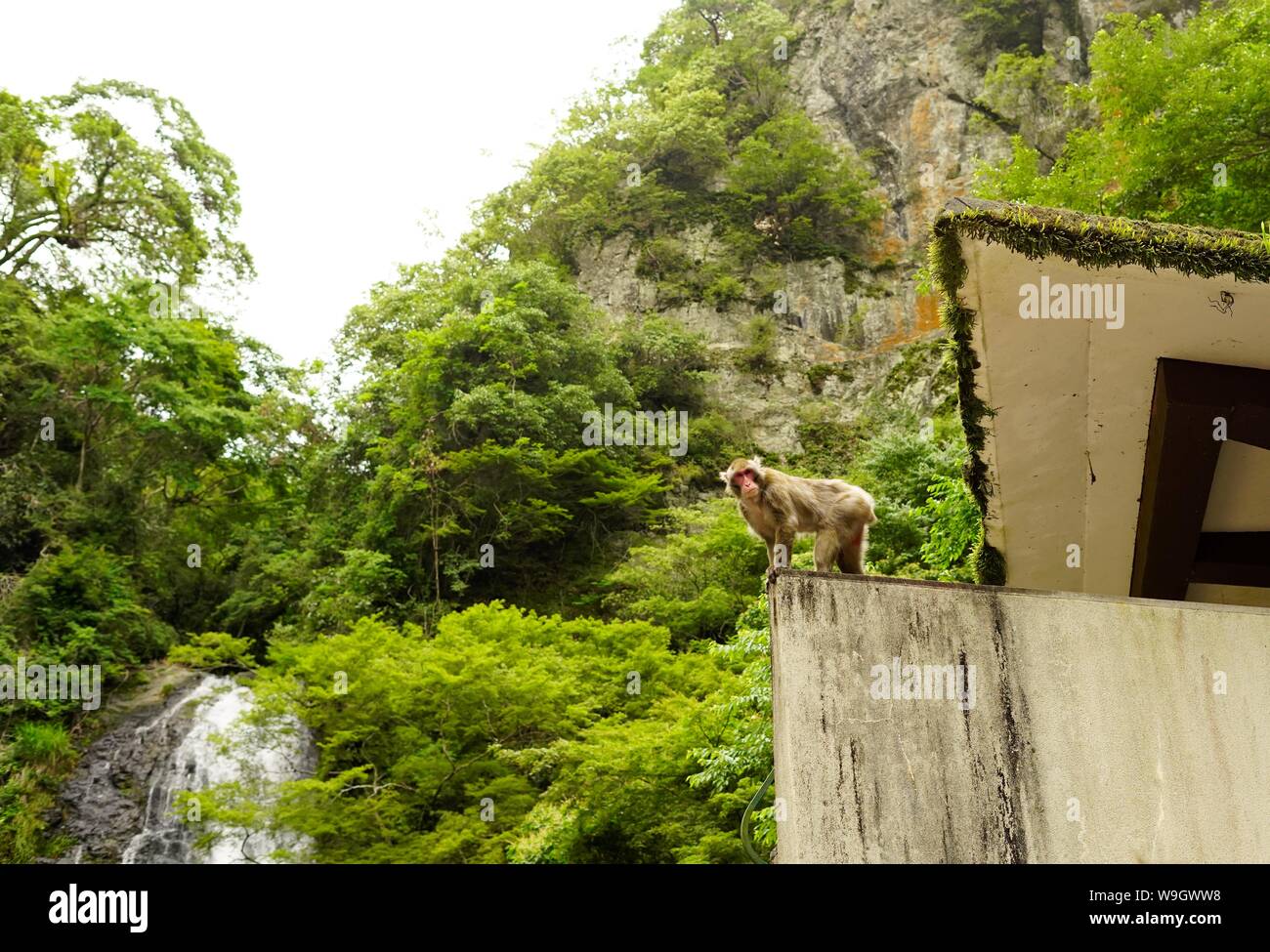 Japanese Monkey and waterfall Stock Photo - Alamy