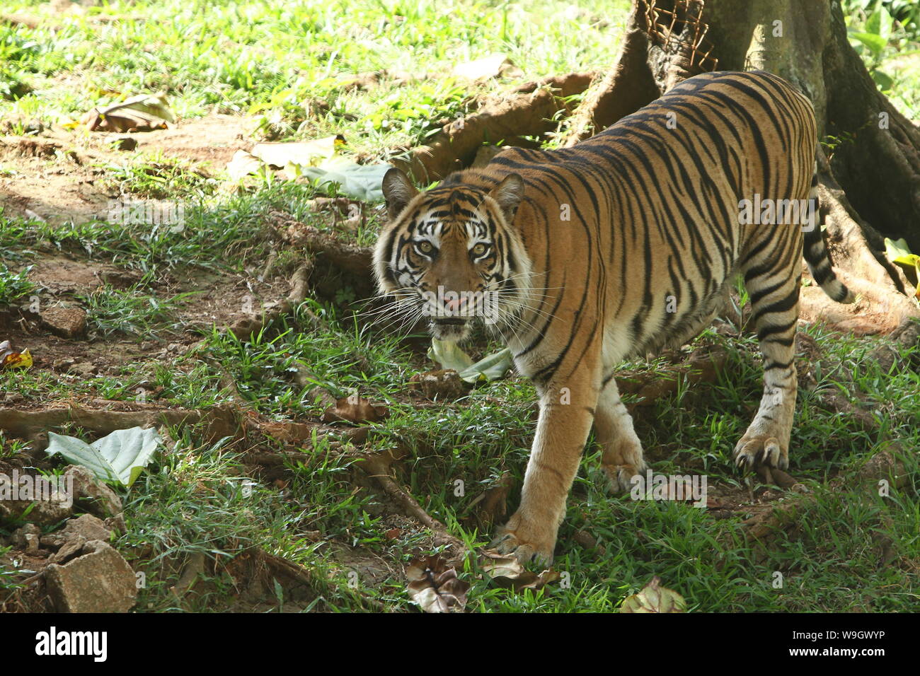 Angry cat scratch hi-res stock photography and images - Alamy