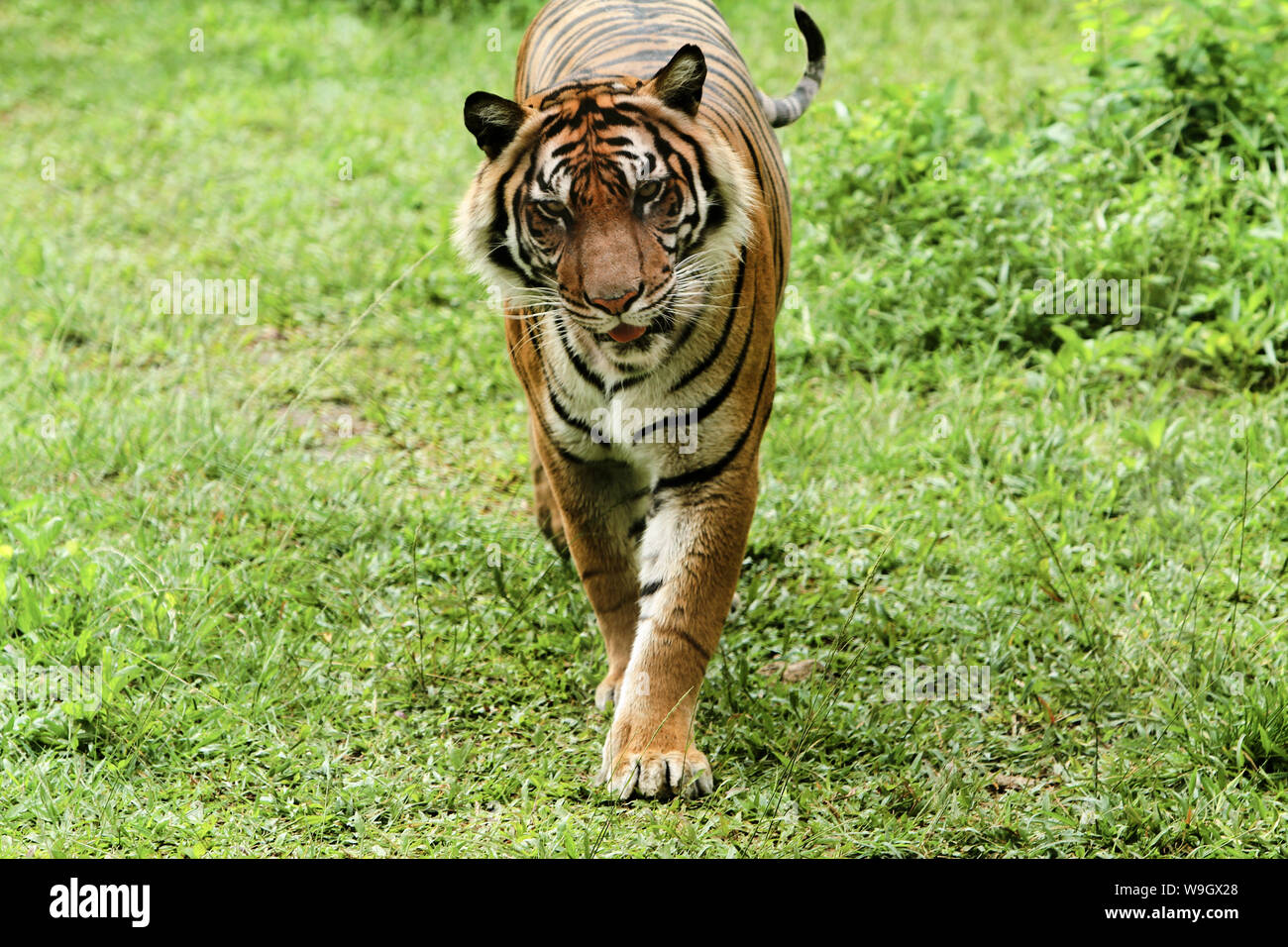 Angry cat scratch hi-res stock photography and images - Alamy