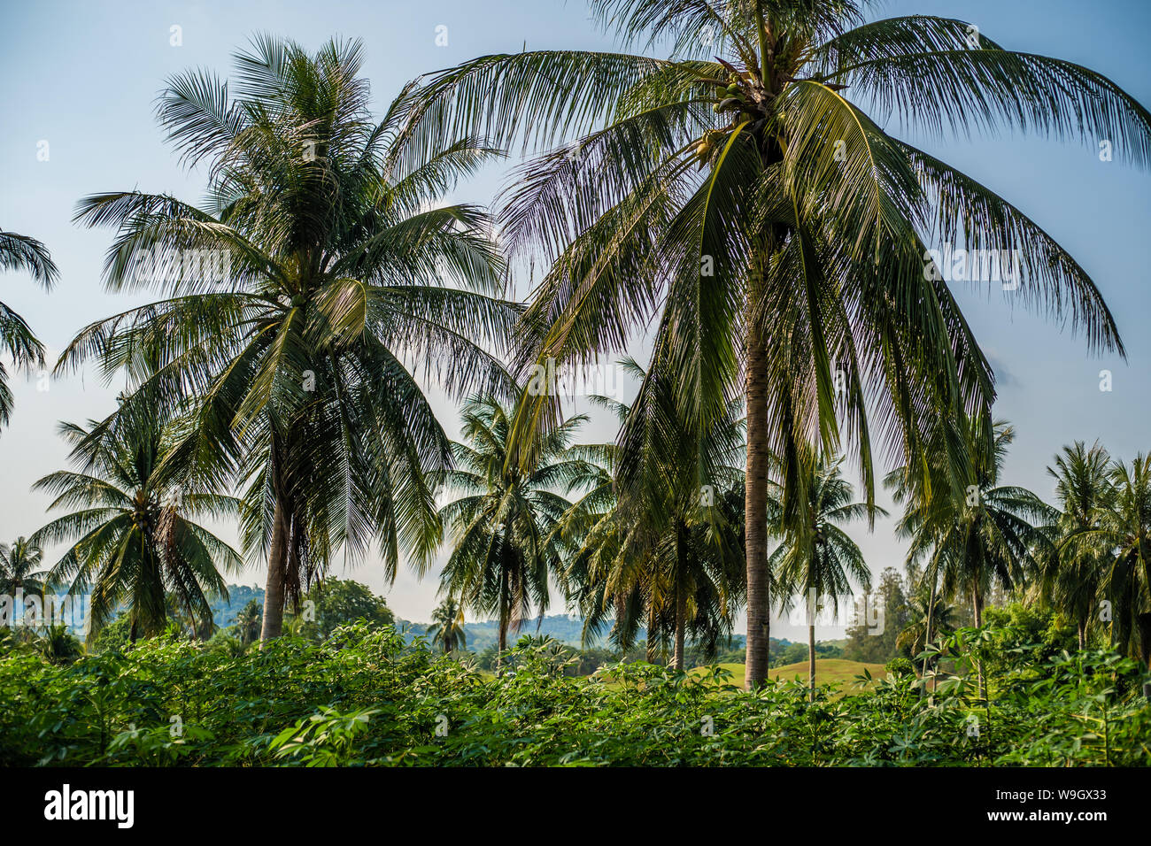 Palm grove. Summer vacation and nature travel adventure concept Stock ...