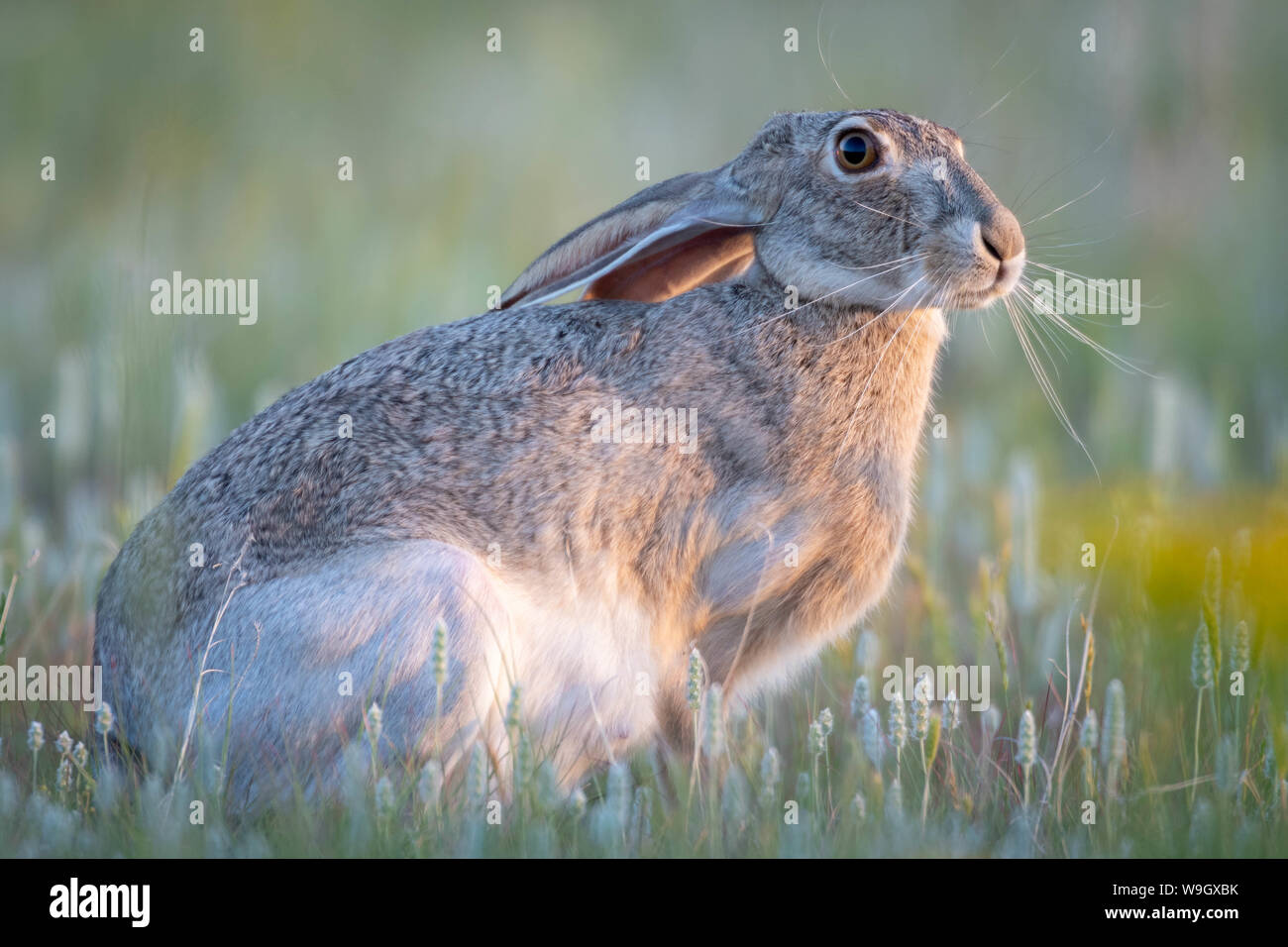 Black-tailed jackrabbit, (Lepus californicus), Kiowa National ...