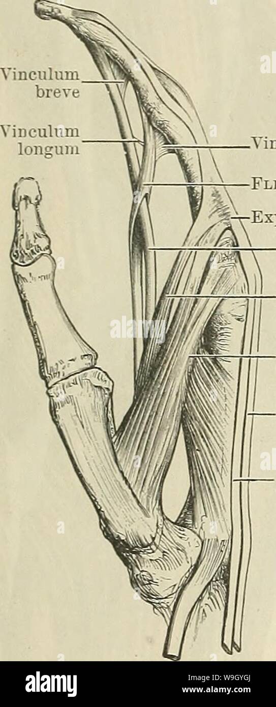 Common flexor tendon hi-res stock photography and images - Alamy