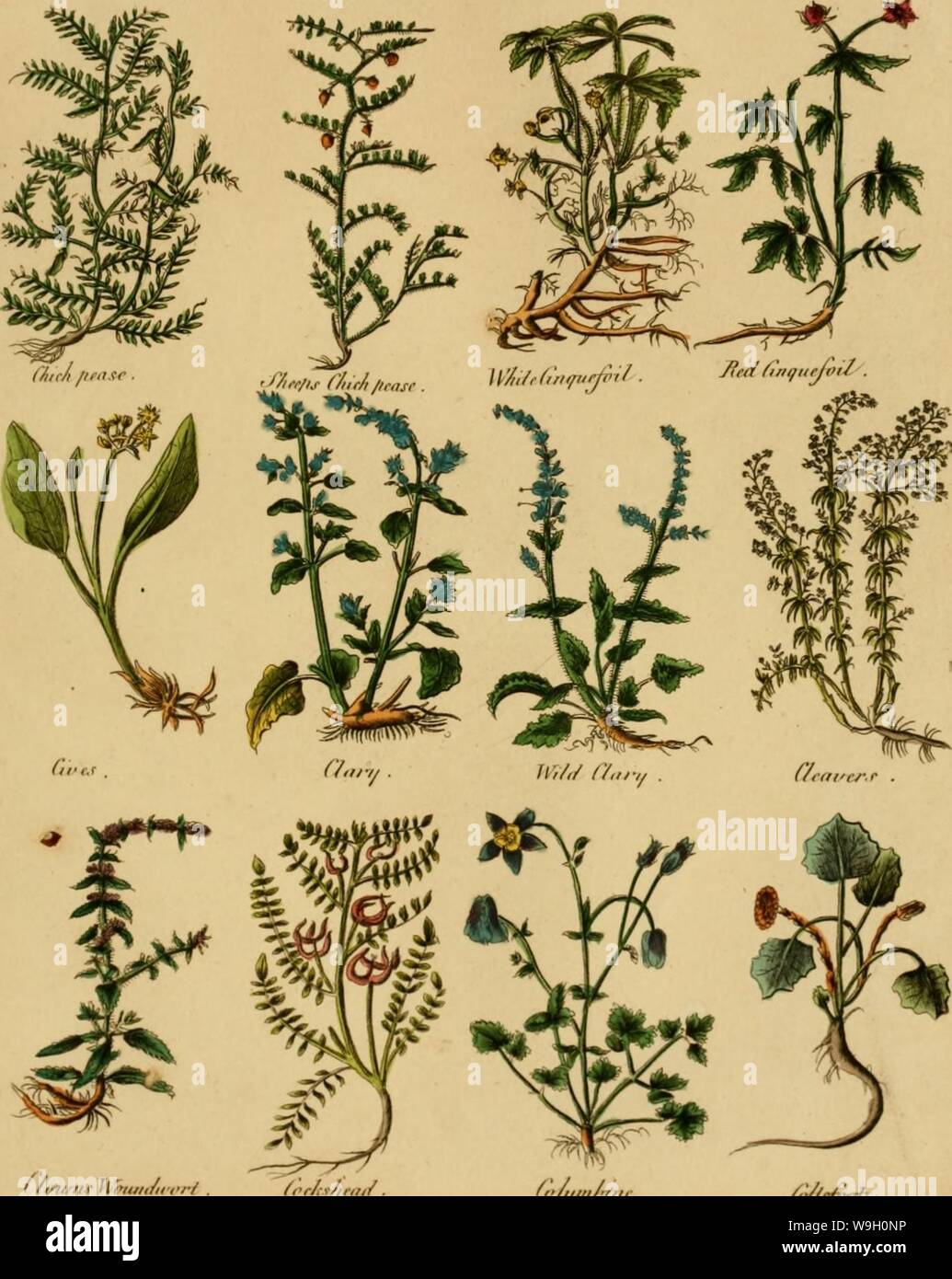 Culpepper's complete herbal hi-res stock photography and images - Alamy