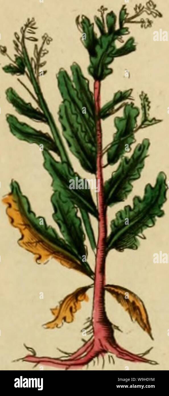 Culpepper's complete herbal hi-res stock photography and images - Alamy