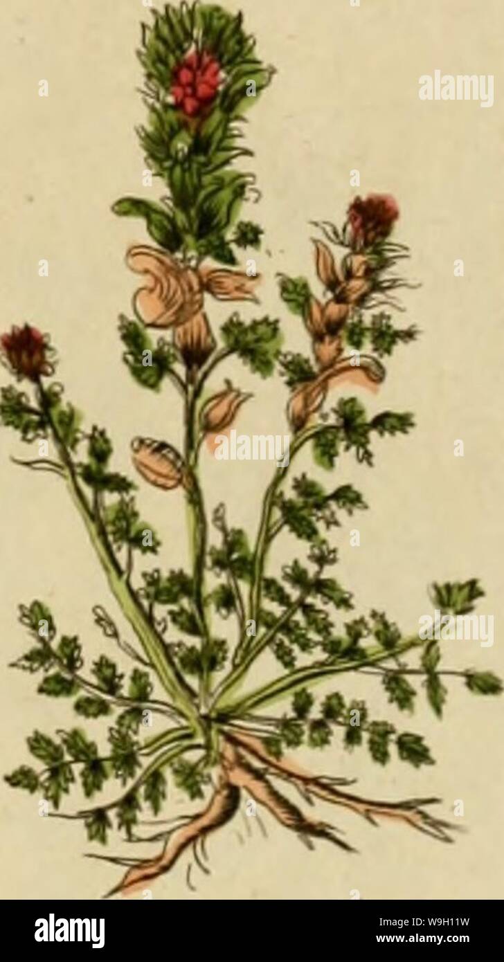 Culpepper's complete herbal hi-res stock photography and images - Alamy