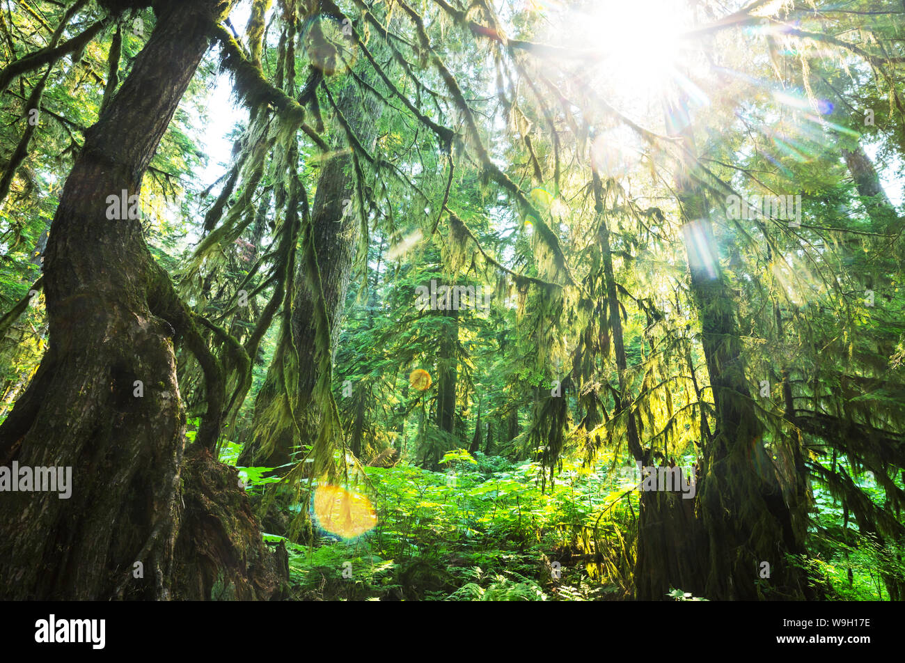 Rain forest with dense vegetation Stock Photo - Alamy