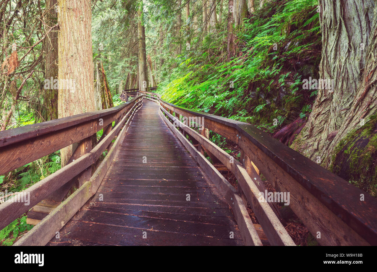 Wooden boardwalk in the forest Stock Photo - Alamy