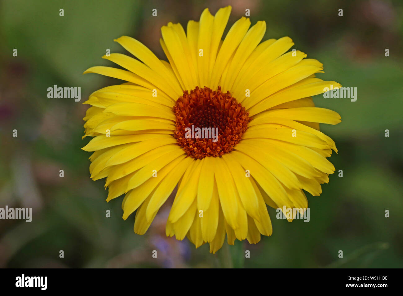 Wildflower in prato hi-res stock photography and images - Alamy