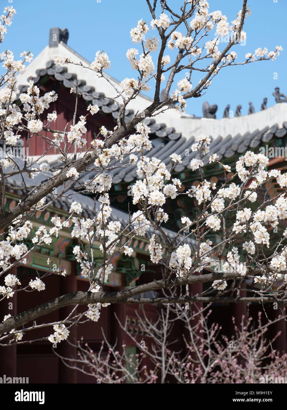 Korean cherry tree hi-res stock photography and images - Alamy