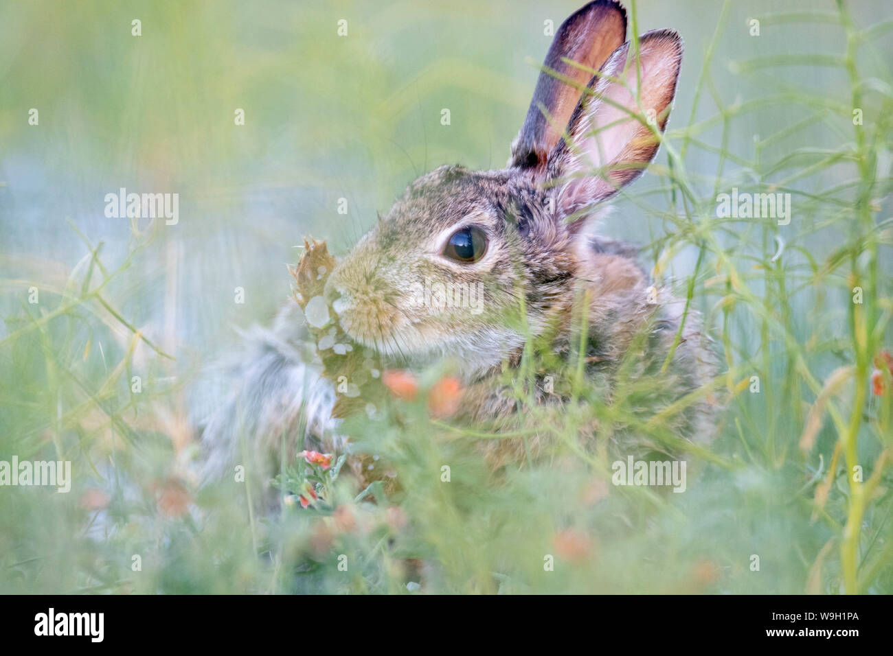 Desert Cottontail, (Sylvilagus audubonii), Maxwell National Wildlife ...