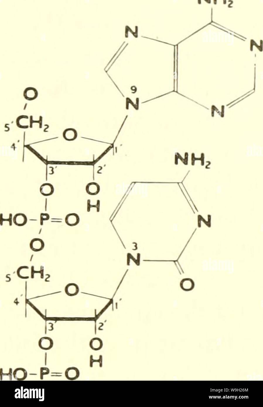Archive image from page 482 of Currents in biochemical research, 1956 ...