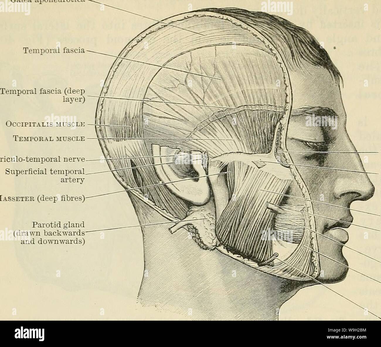Archive image from page 489 of Cunningham's Text-book of anatomy (1914 ...