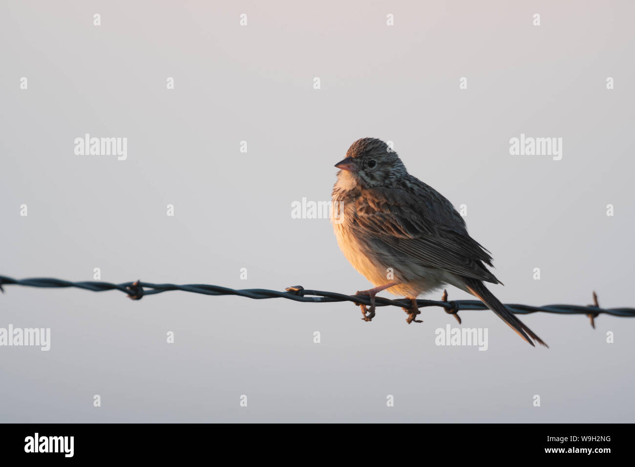 Vesper Sparrow, (Pooecetes gramineus), Maxwell National Wildlife Refuge ...
