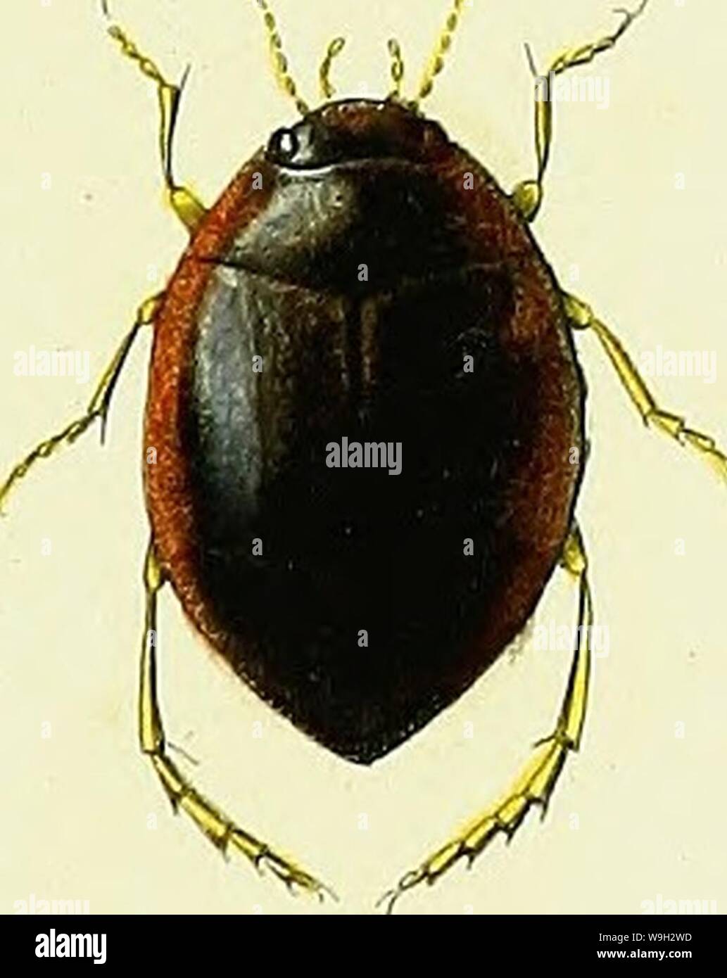 Archive image from page 506 of Iconographie et histoire naturelle des ...