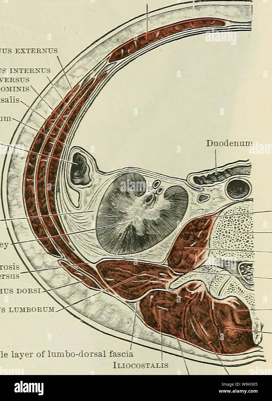 Archive image from page 510 of Cunningham's Text-book of anatomy (1914 ...