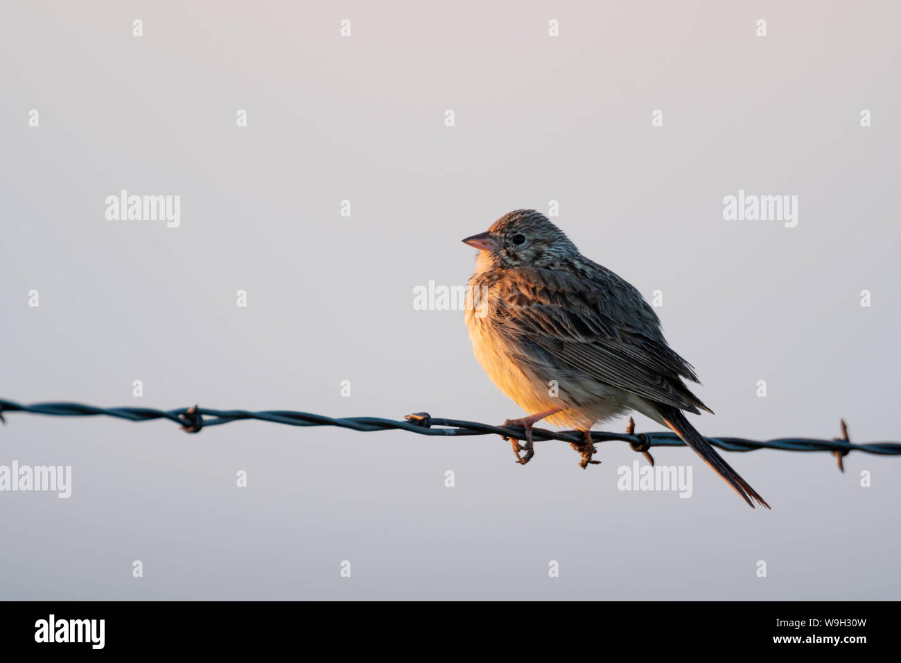 Vesper Sparrow, (Pooecetes gramineus), Maxwell National Wildlife Refuge ...