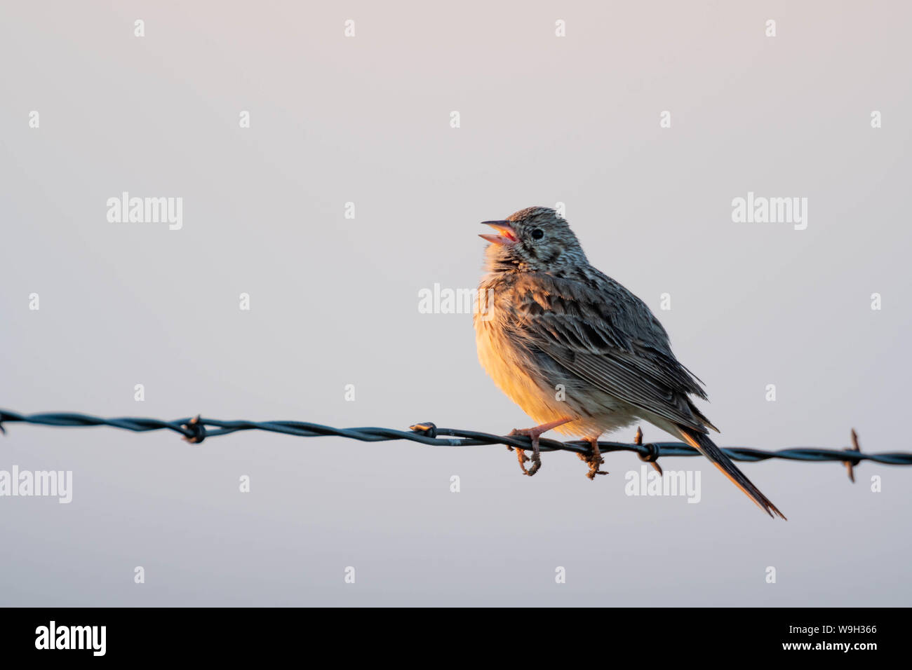 Aves maxwell hi-res stock photography and images - Alamy