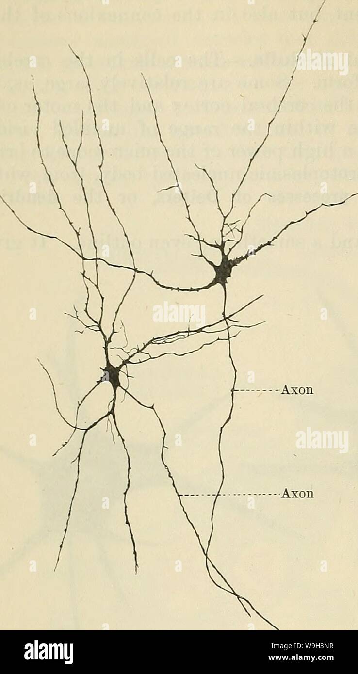 Vintage spinal nerve illustration hi-res stock photography and images ...