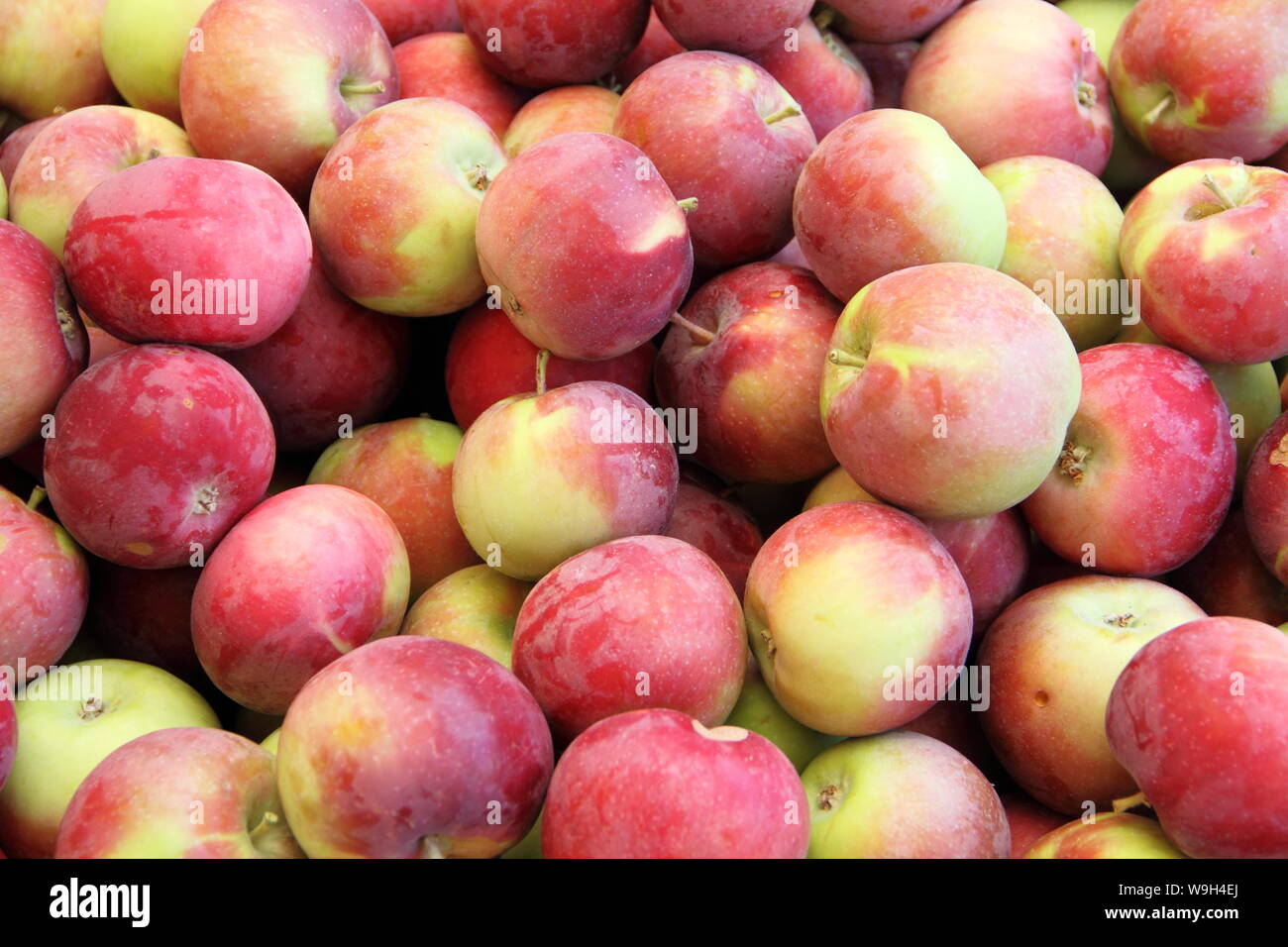 Colorful apples as a background Stock Photo - Alamy