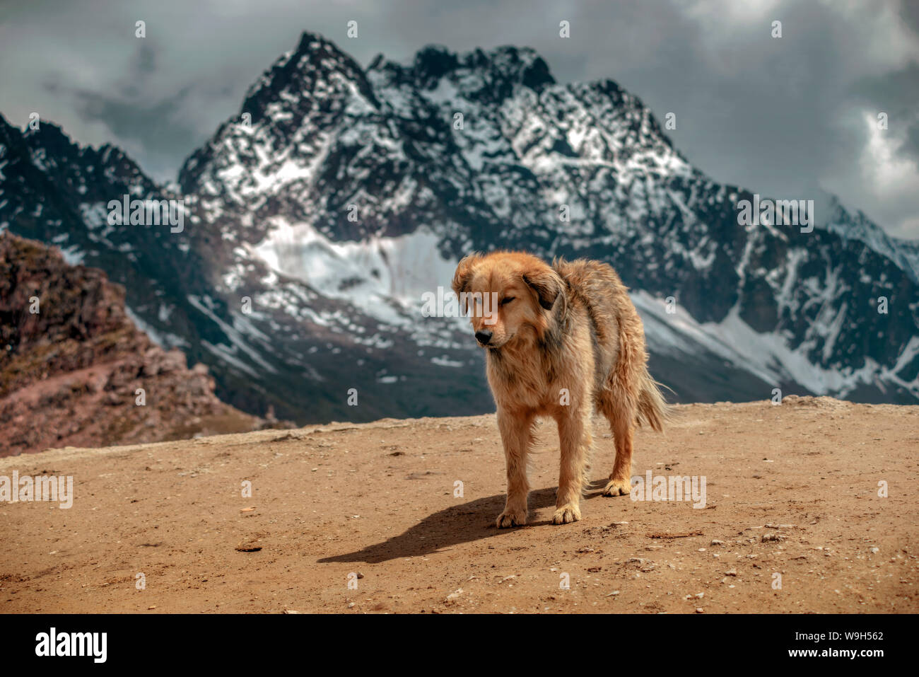 fluffy dog in high altitude mountain range in Peru Stock Photo - Alamy