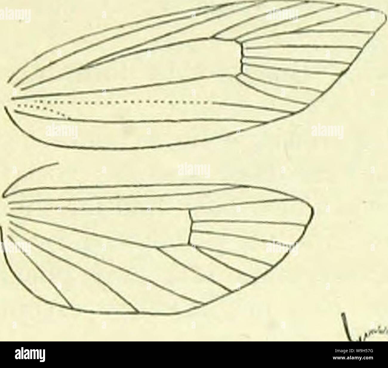 Labial scales hi-res stock photography and images - Alamy