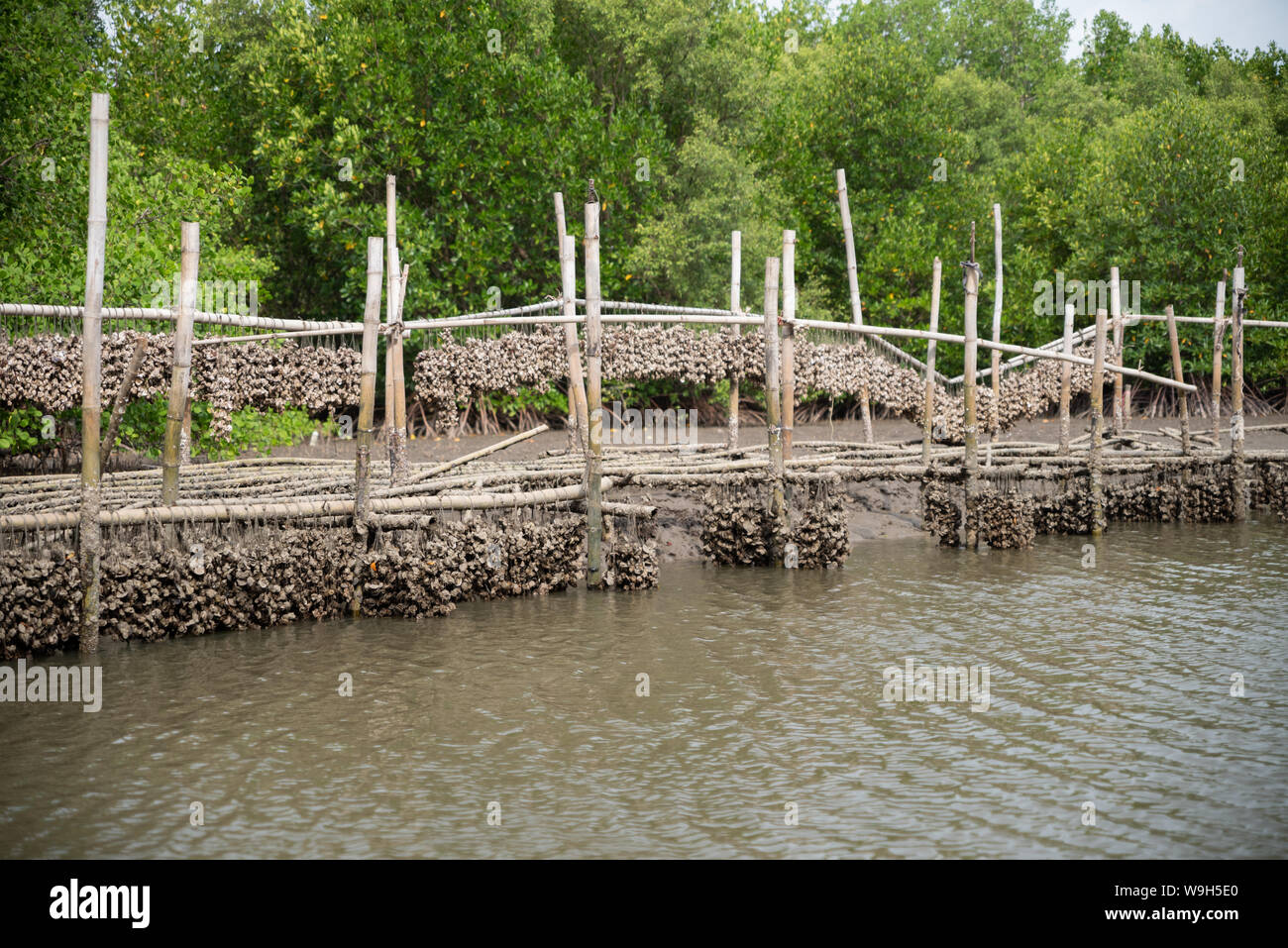 Oyster farm in mangrove forest area at Chanthaburi, Thailand. One of ...