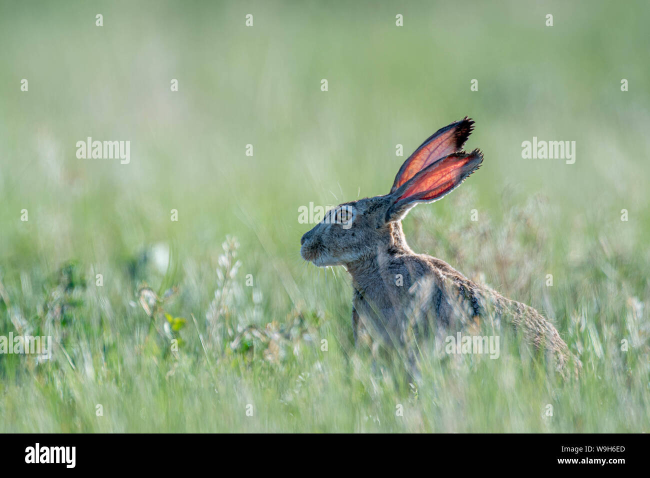 Lagamorpha High Resolution Stock Photography and Images - Alamy