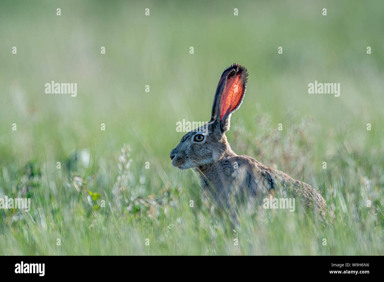Black-tailed Jackrabbit, (Lepis californicus), Maxwell National ...