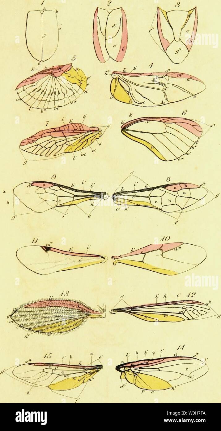 Archive image from page 760 of An introduction to entomology, or,. An ...