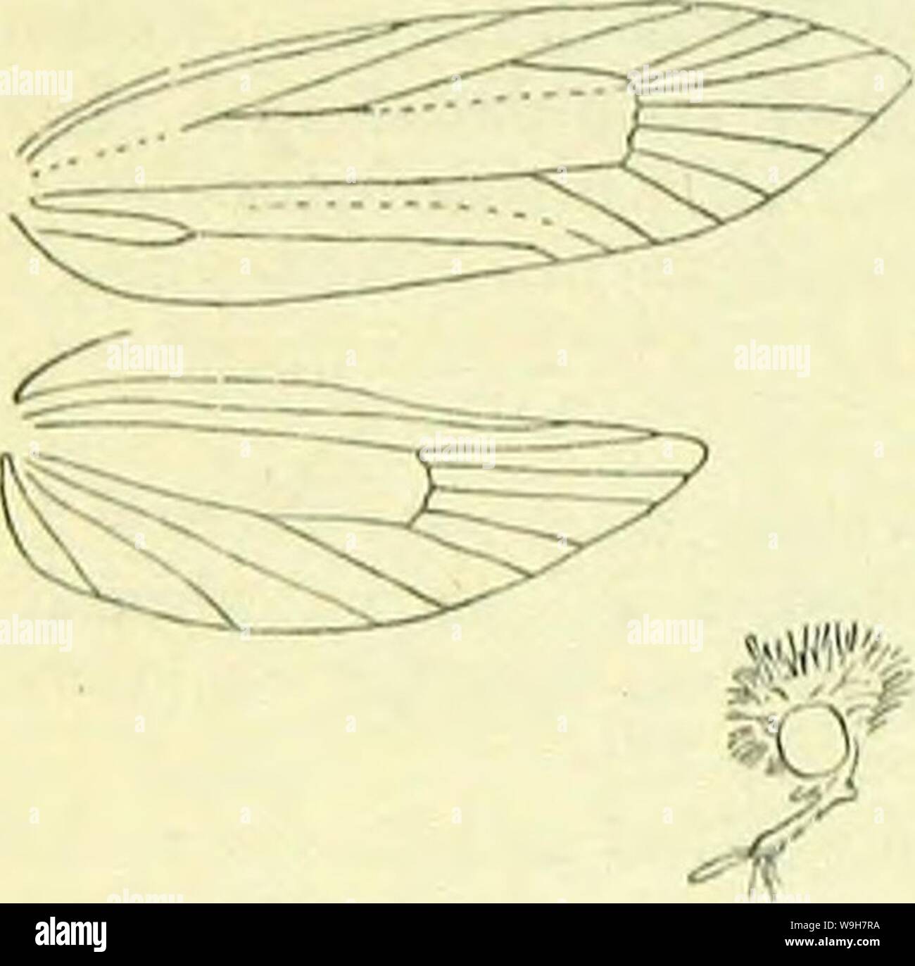 Labial palpi are short hi-res stock photography and images - Alamy