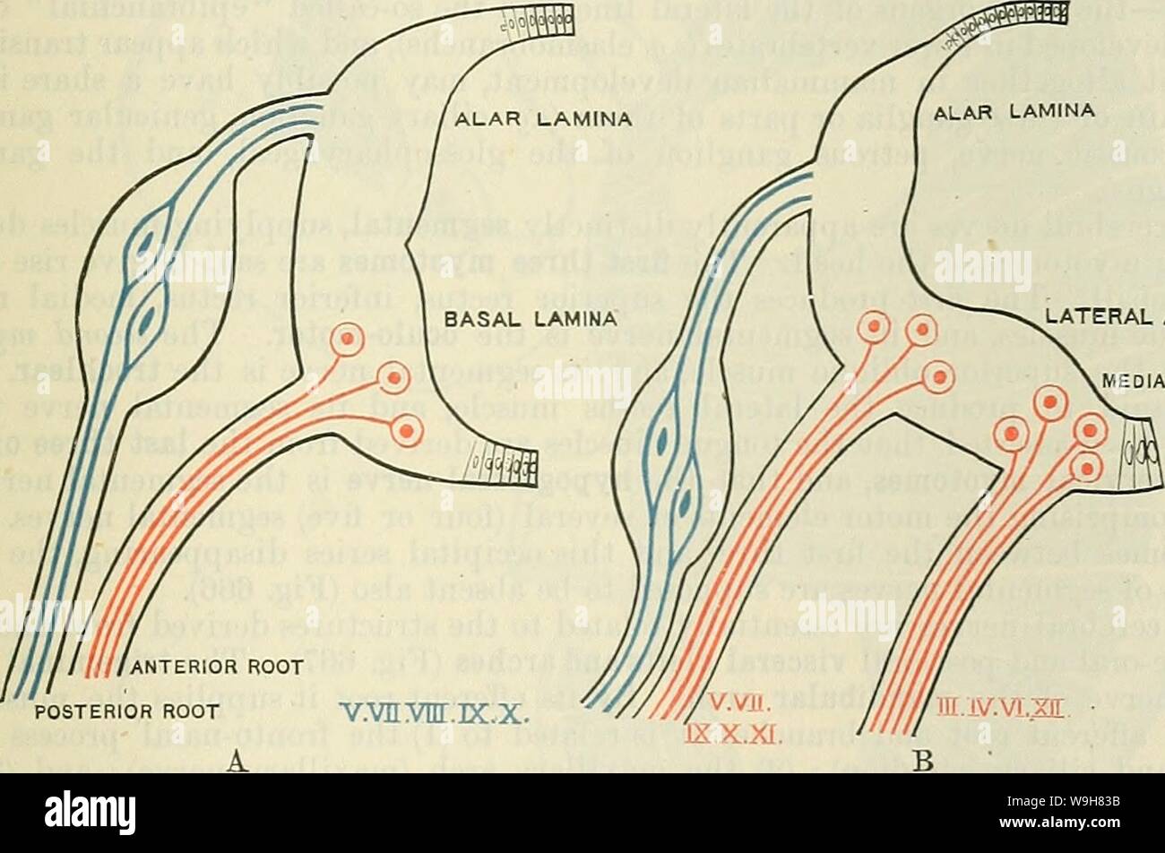 Archive image from page 828 of Cunningham's Text-book of anatomy (1914 ...