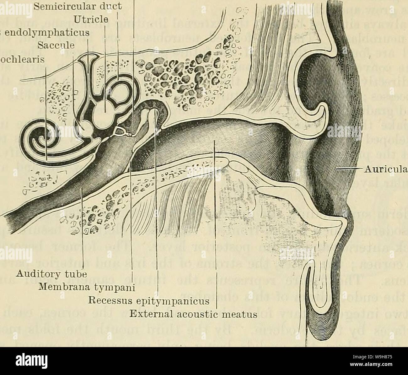 Archive image from page 861 of Cunningham's Text-book of anatomy (1914 ...