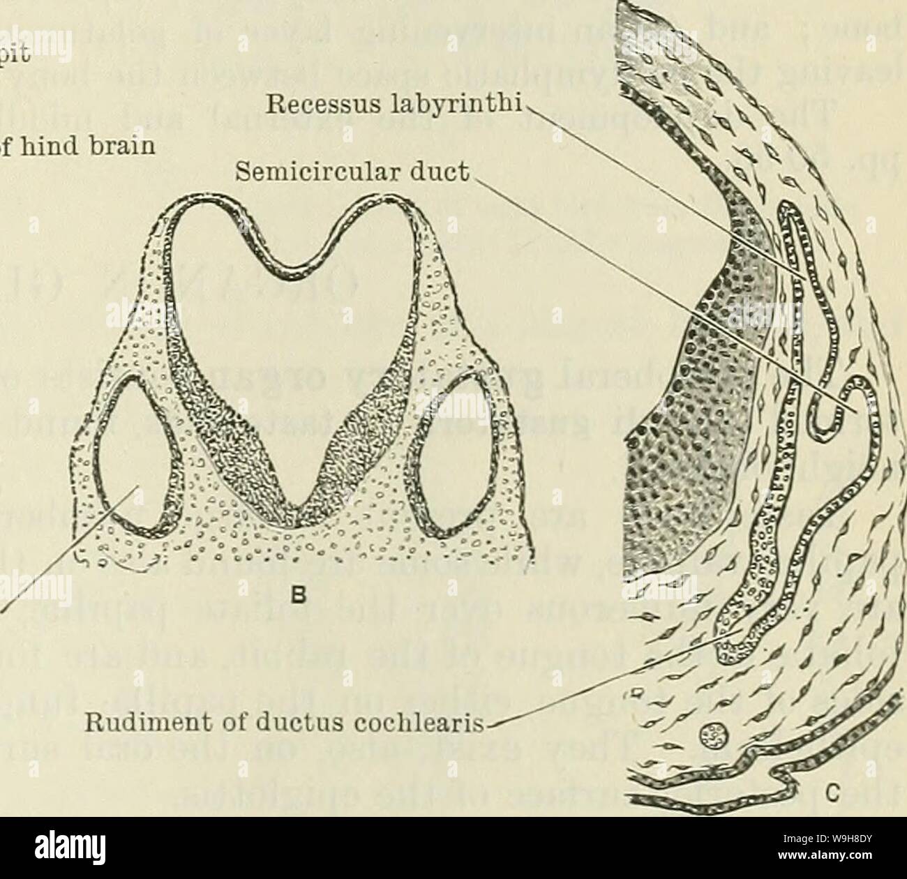 Archive image from page 886 of Cunningham's Text-book of anatomy (1914 ...