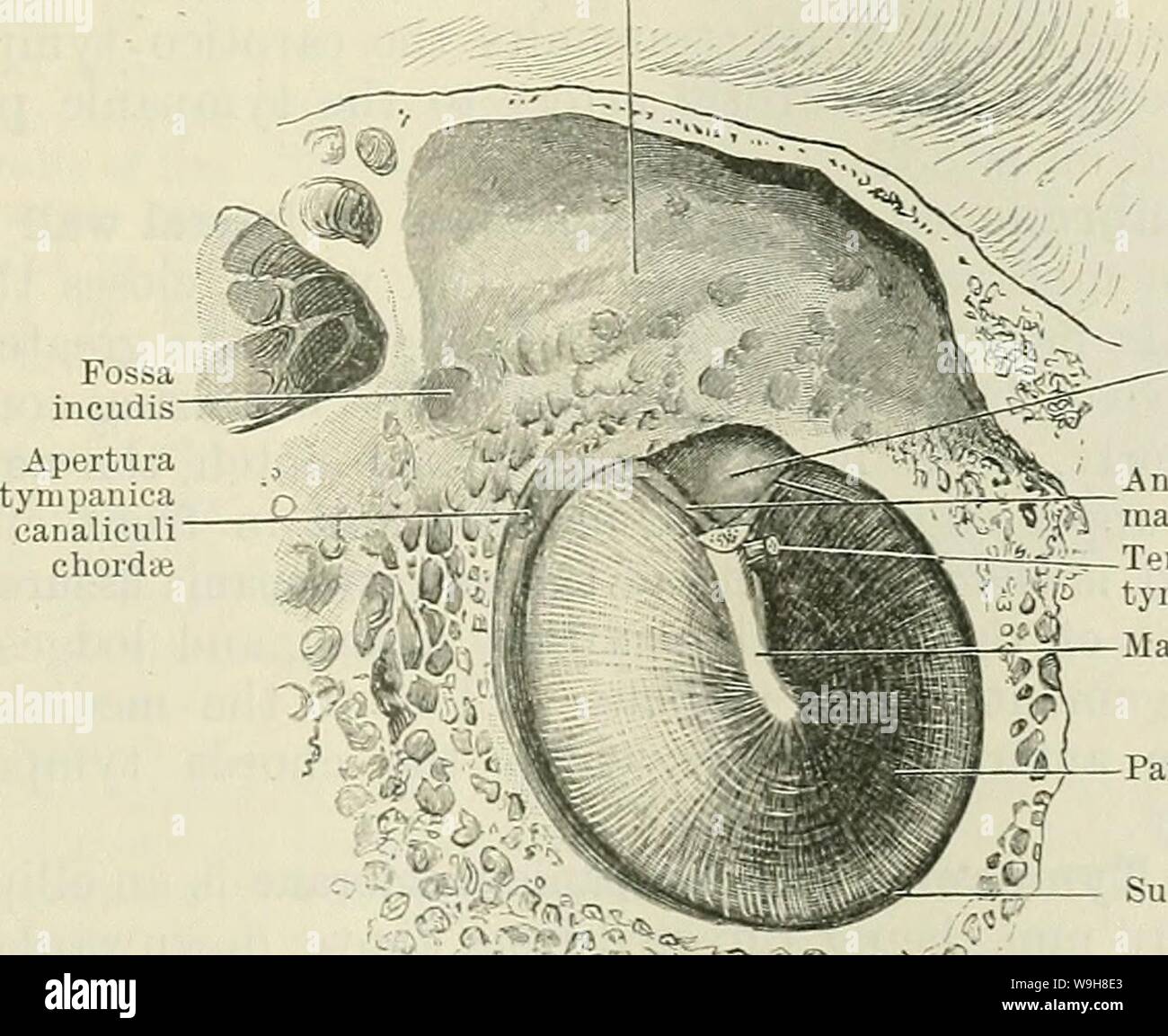 Archive image from page 866 of Cunningham's Text-book of anatomy (1914 ...